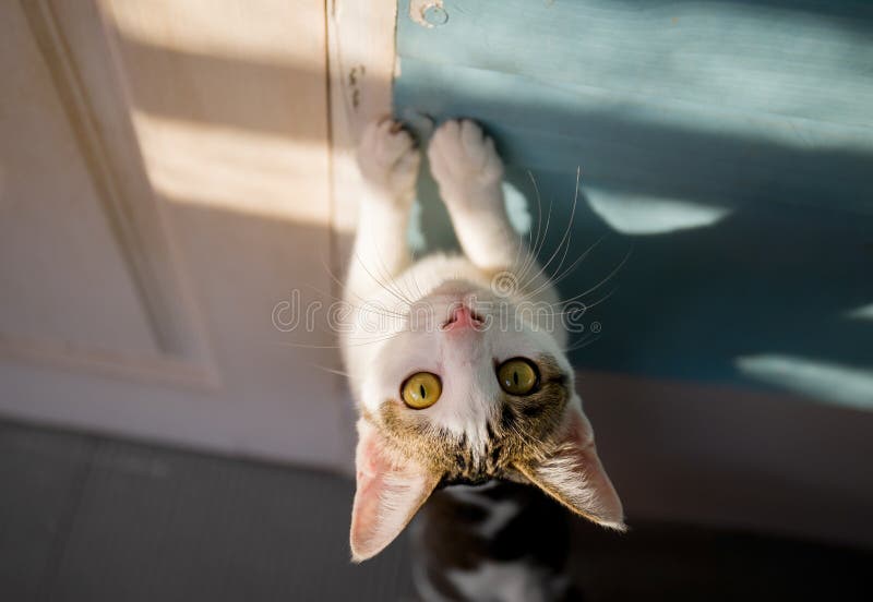 Close-up Cute Tabby Cat Looking at Camera Stock Photo - Image of kitten ...