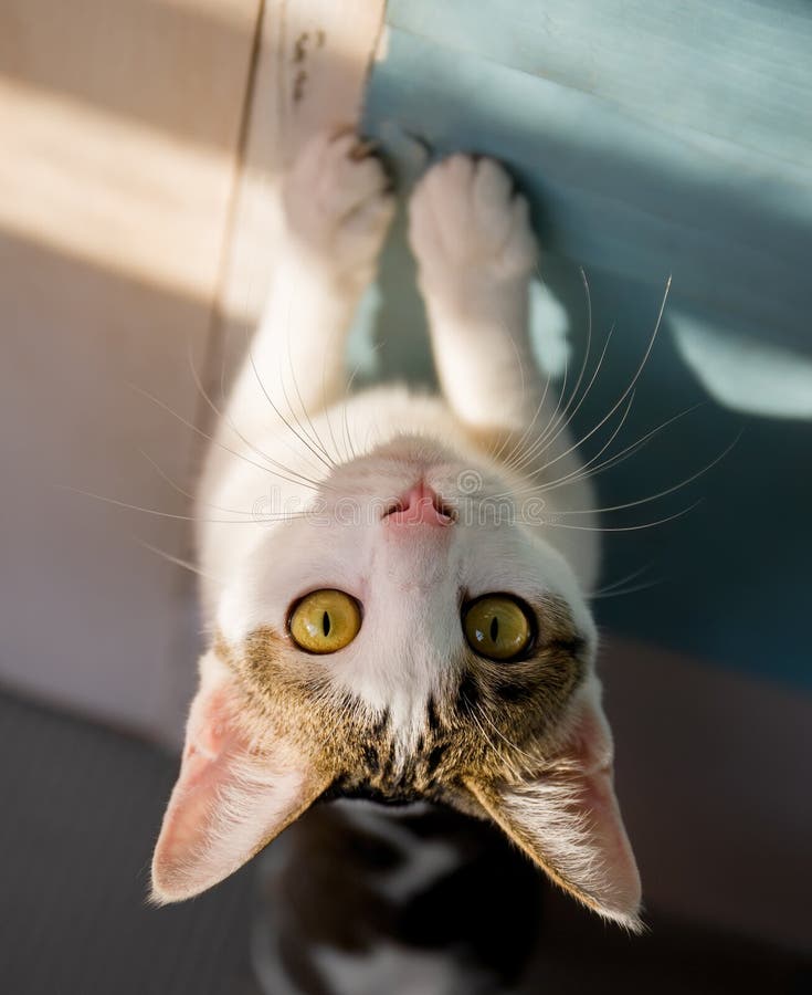 Close-up Cute Tabby Cat Looking at Camera Stock Photo - Image of ...