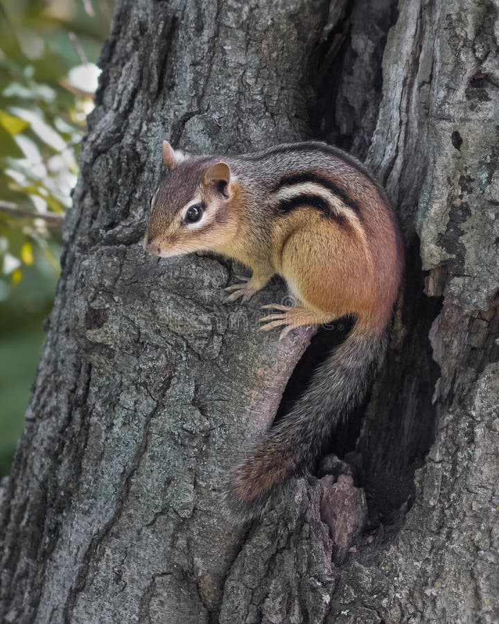 Eye Level Close Up of Chipmunk Standing on Tree Trunk Stock Image ...