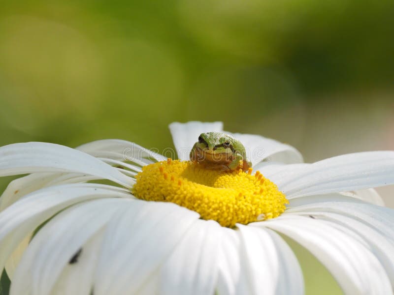 Pacific Tree Frog on a Daisy Stock Image - Image of space, nature ...