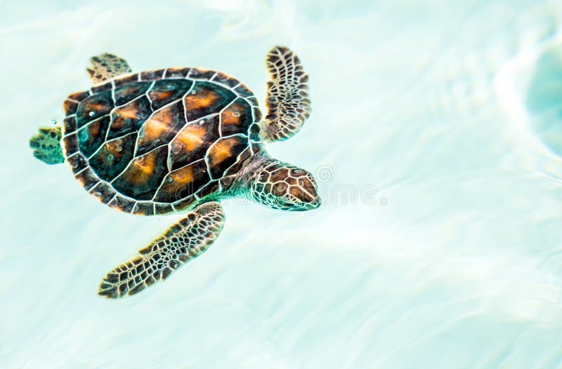 Close up of cute turtle stock image. Image of close, mexico - 69583015