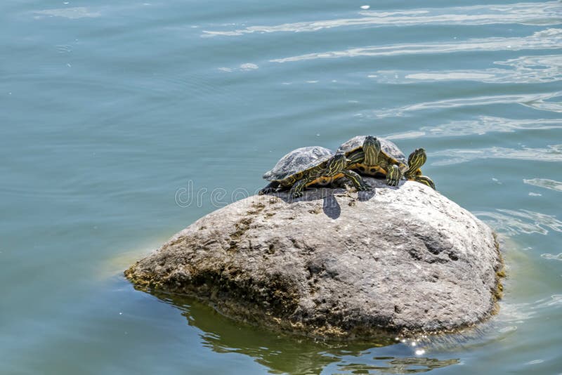 Close Up Cute Turtles in Nature. Stock Image - Image of reef ...