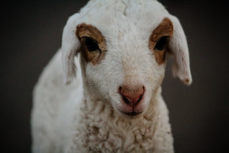 Close Up of Cute White Indian Sheep Stock Image - Image of livestock ...
