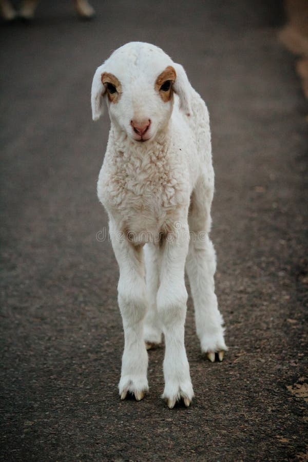 Close Up of Cute White Indian Sheep Stock Image - Image of agriculture ...