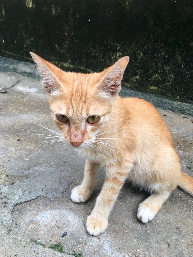 Close Up of Cute Yellow Domestic Kitty Stock Photo - Image of isolated ...