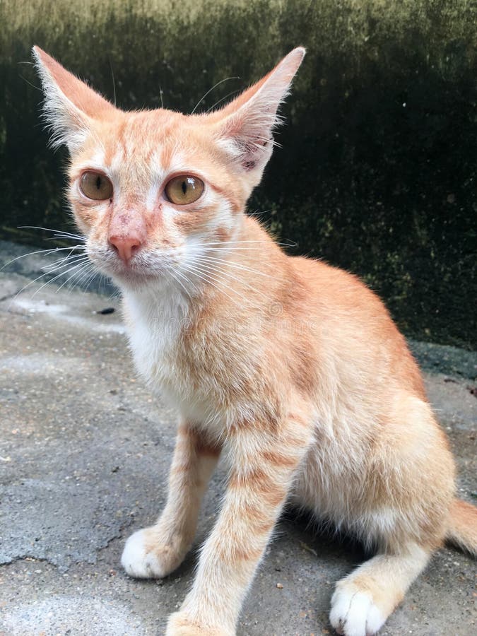 Close Up of Cute Yellow Domestic Kitty Stock Image - Image of close ...