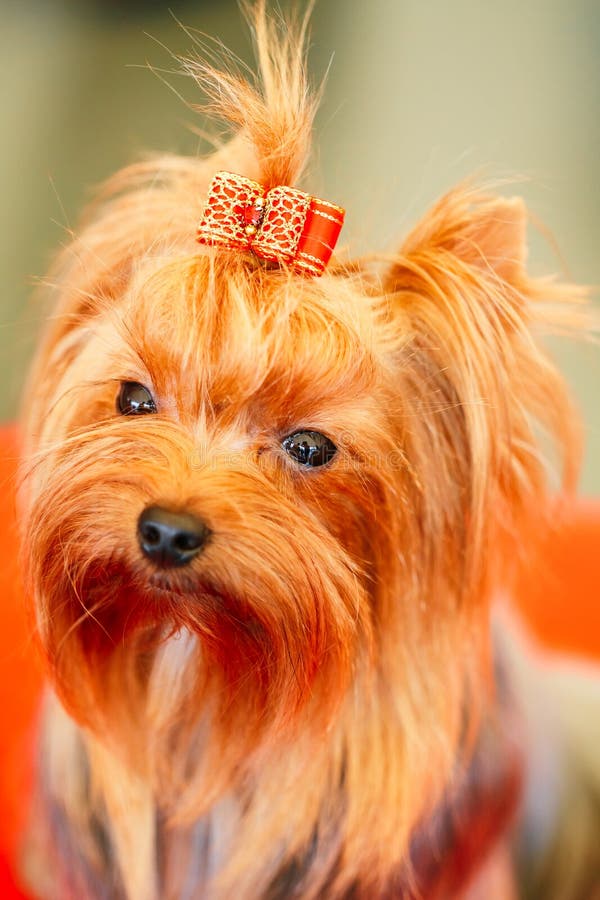 Close Up Cute Yorkshire Terrier Dog Stock Image - Image of friend ...