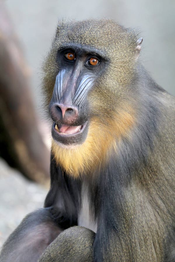 Mandrill stock image. Image of face, animal, portrait - 99077827