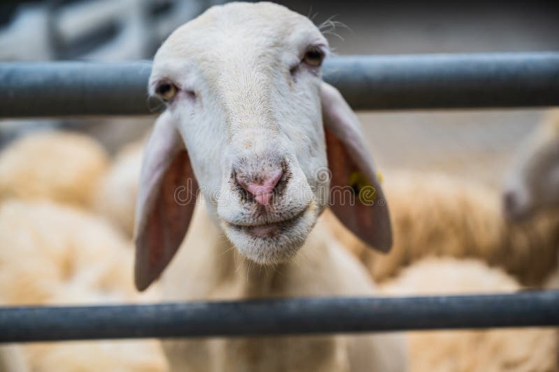 Sheep face close up stock photo. Image of goat, pasture - 218750838