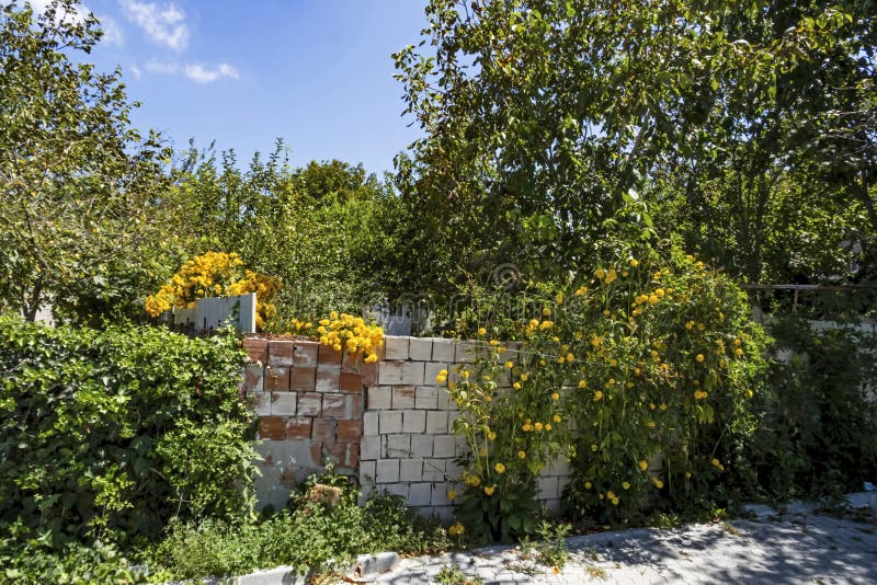 Cutleaf Coneflowers in Nature Stock Image - Image of blossom, drops ...