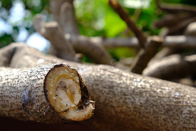 Close Up of a Cutted Tree Branch. Stock Photo - Image of trees ...