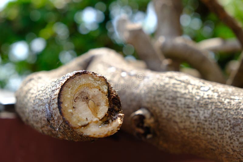 Close Up of a Cutted Tree Branch. Stock Image - Image of trees, tree ...