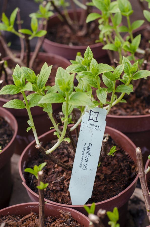 137 Hydrangea Seedlings Stock Photos - Free & Royalty-Free Stock Photos ...