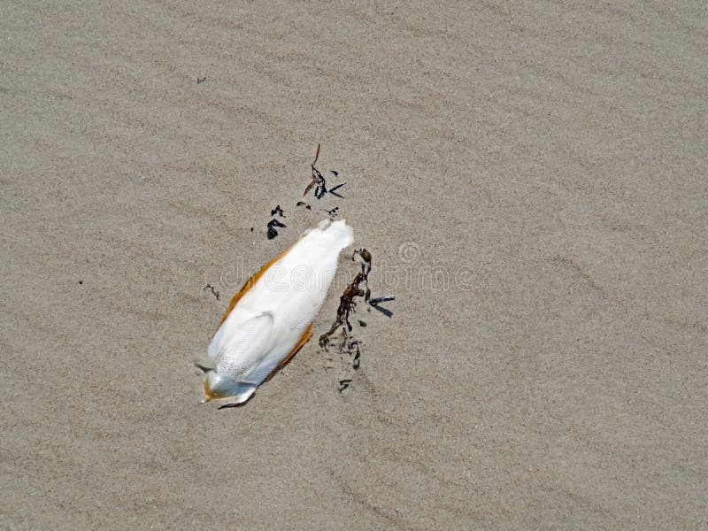 Close-up of a Cuttlebone Washed Up on the Beach Stock Photo - Image of ...