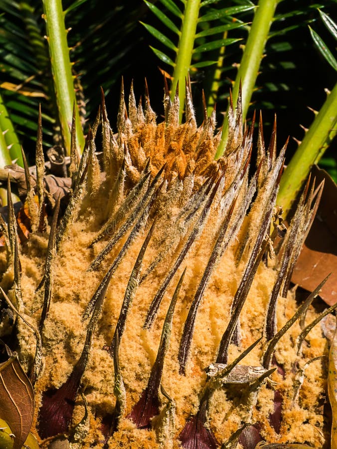 Close Up of Cycas Cirinalis Tree Stock Image - Image of floral, flower ...
