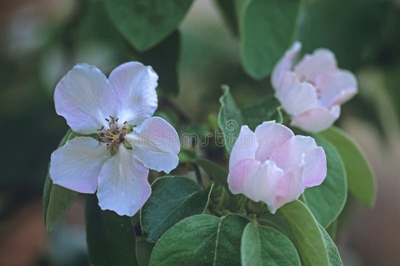 Close Up of Cydonia Oblonga in Flower Stock Photo - Image of colours ...