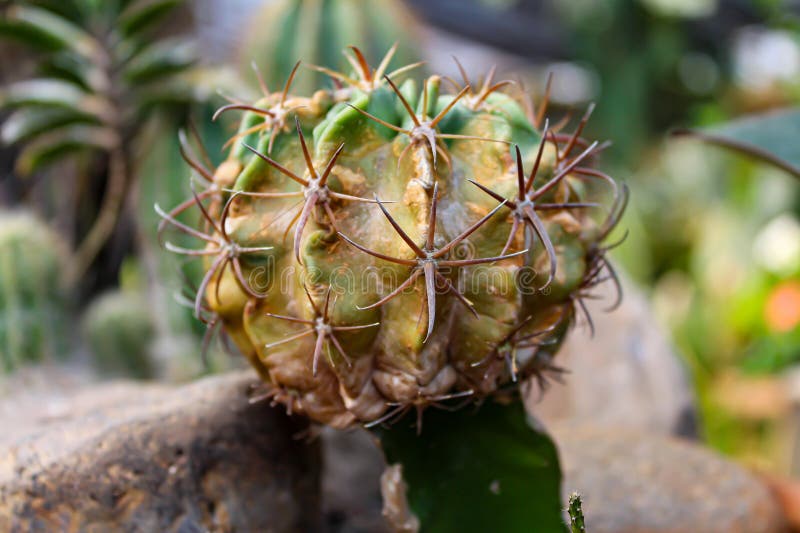 Close-Up of a Cylindrical Cactus with Dense Stock Photo - Image of ...