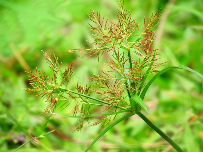Close Up Cyperus Congestus or Mariscus Congestus in the Fields Stock ...