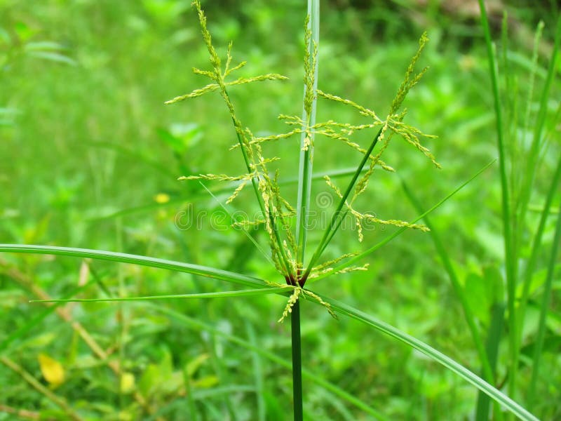 Iria Inflorescence Stock Photos - Free & Royalty-Free Stock Photos from ...