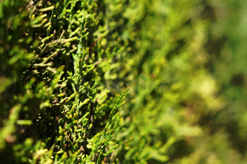 A close up of a cypress. stock image. Image of shrub - 94241059