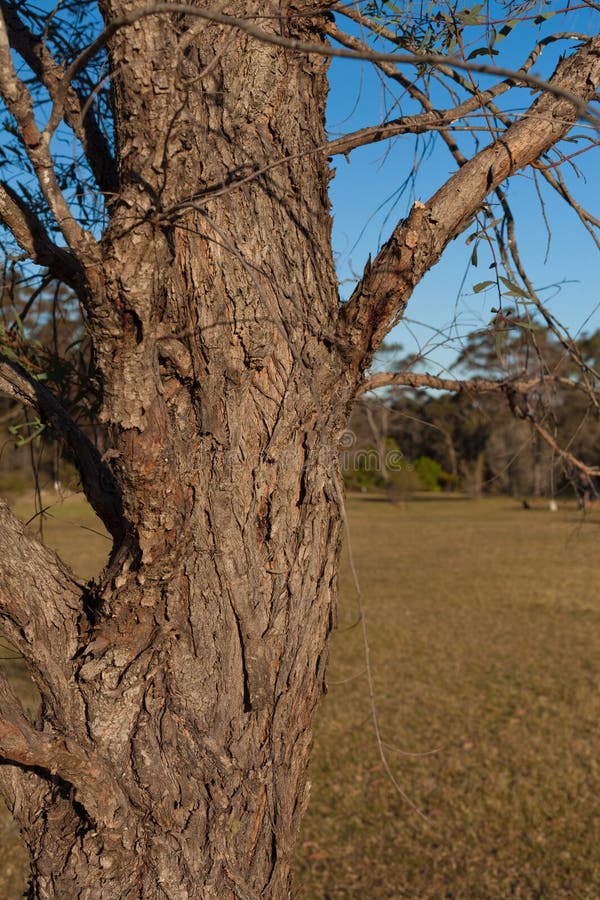 Close-up of Cypress Tree Trunk and Branches Stock Image - Image of calm ...