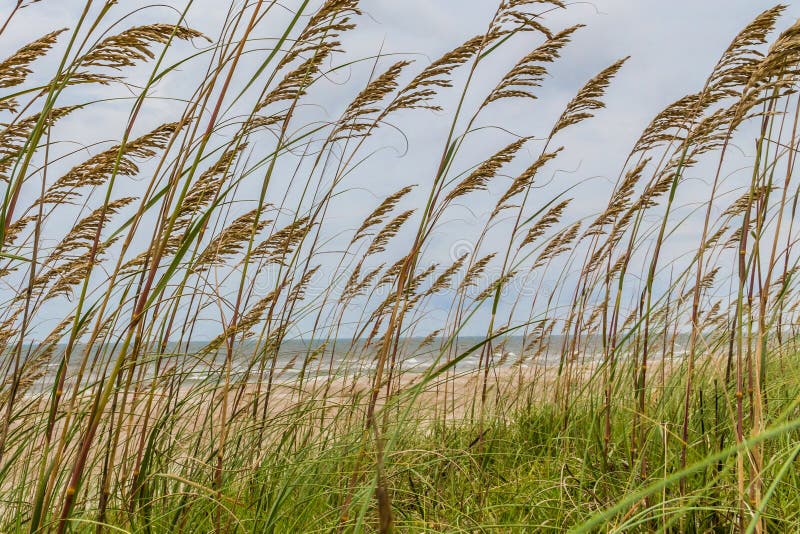 Plantas De Uniola Paniculata (aveia Do Mar) Que Crescem Em Dunas De ...