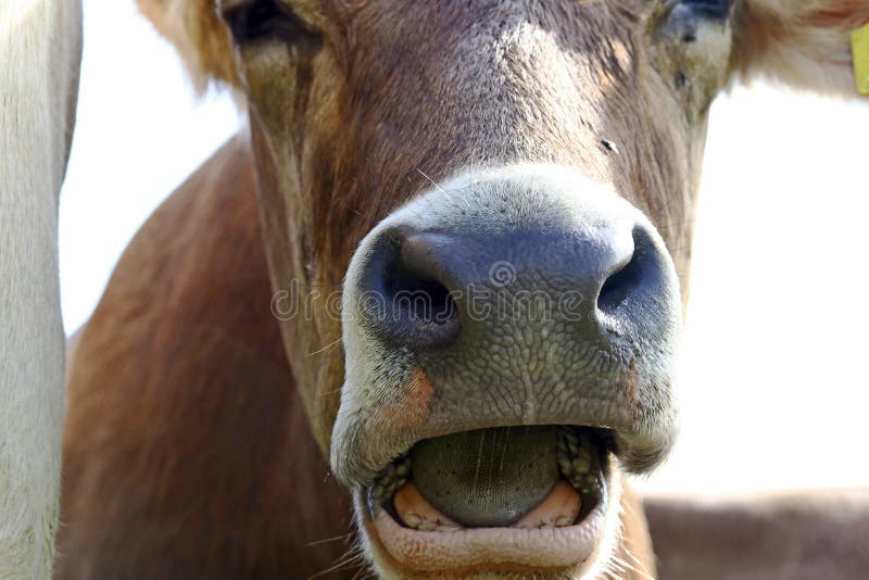 Close-up Da Cara, Do Nariz E Da Boca Aberta De Uma Vaca Nova Imagem de ...