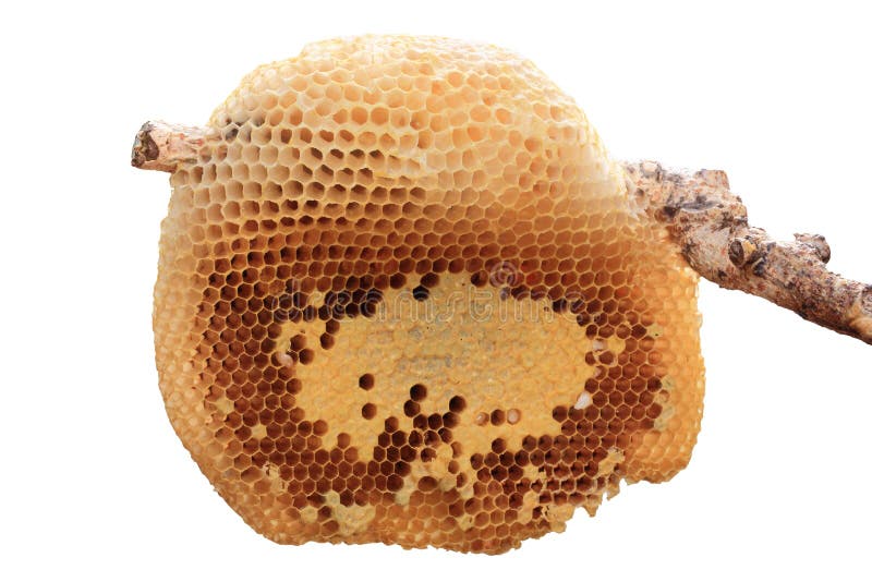 Colmeia Em Palha De árvore Isolada Sobre Fundo Branco Imagem de Stock ...