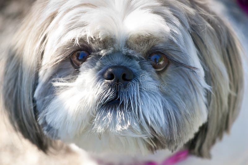 Close Up Da Face Do Cão De Lhasa Apso Imagem de Stock - Imagem de ...