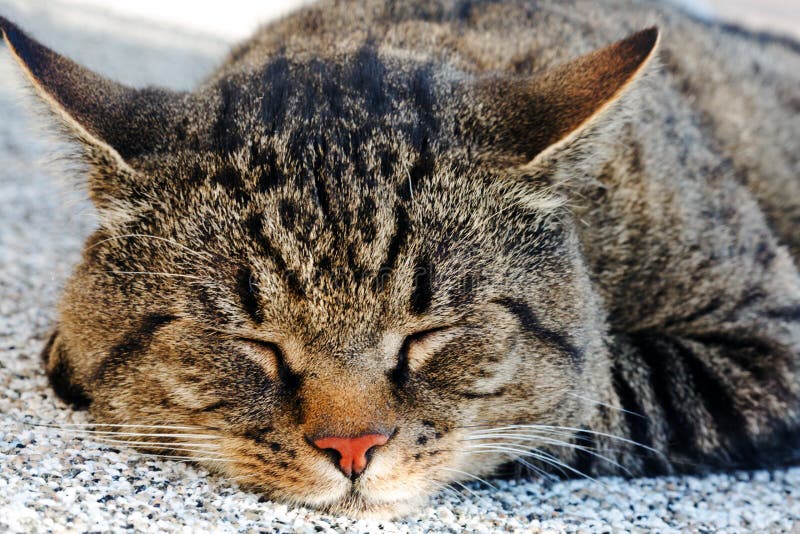 Close Up Da Face Do Gato Do Sono Foto de Stock - Imagem de amigo, pele ...