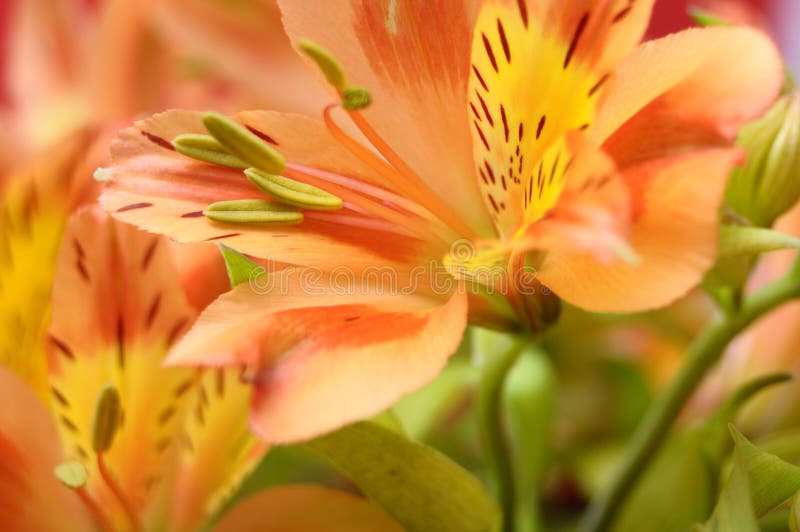 Close Up Da Flor Alaranjada Do Lírio Peruano Imagem de Stock - Imagem ...