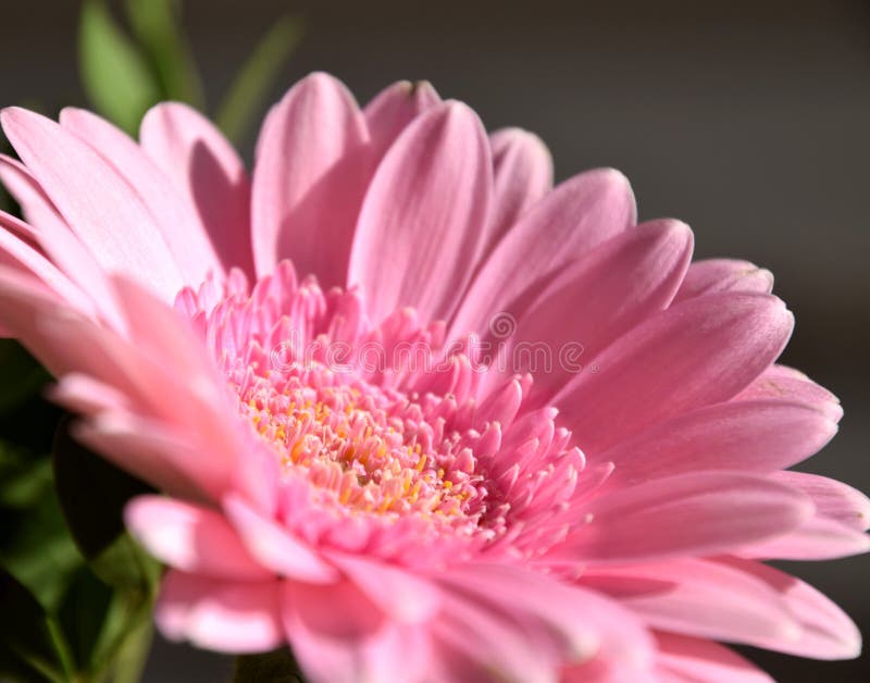 Close-up Da Flor Cor-de-rosa Do Gerbera Imagem de Stock - Imagem de ...