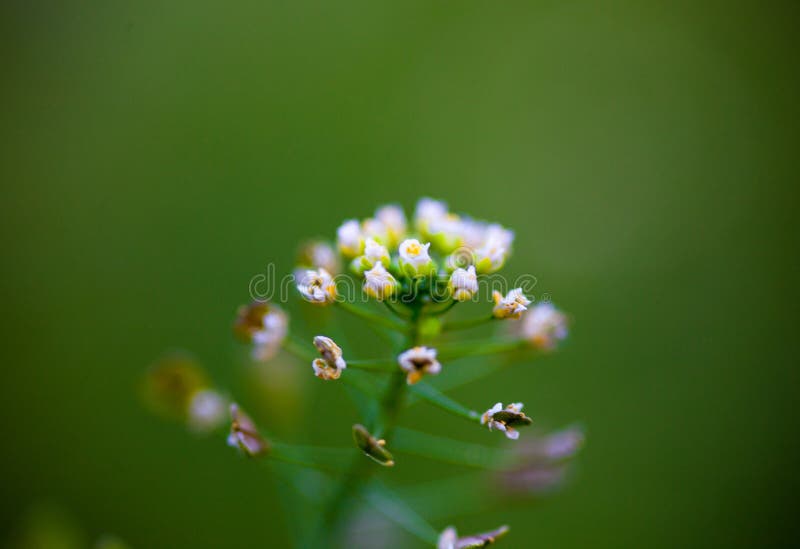Close Up Da Flor Da S-bolsa Do ` Do Pastor Imagem de Stock - Imagem de ...