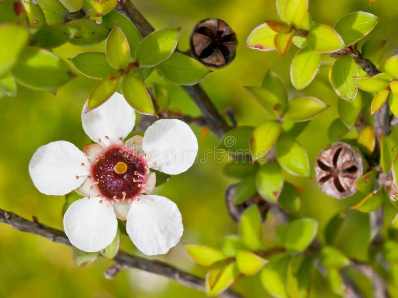 Flor Da Flor De Manuka (scoparium De Leptospermum) Foto de Stock ...