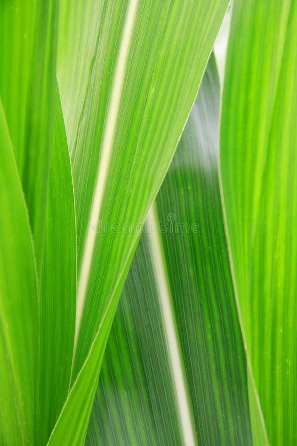 Close-up da folha do milho foto de stock. Imagem de folha - 32184778