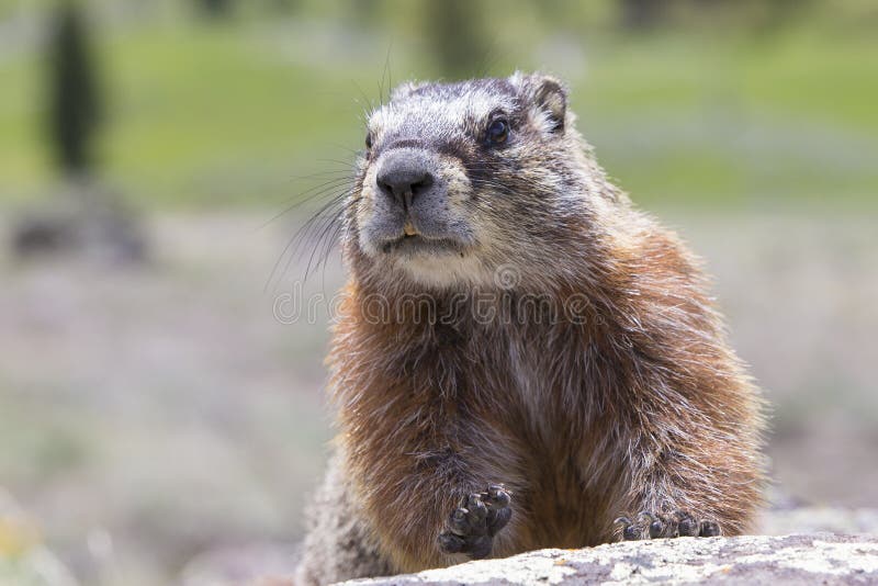 Marmota gorda foto de stock. Imagem de fofofo, fattest - 78941484