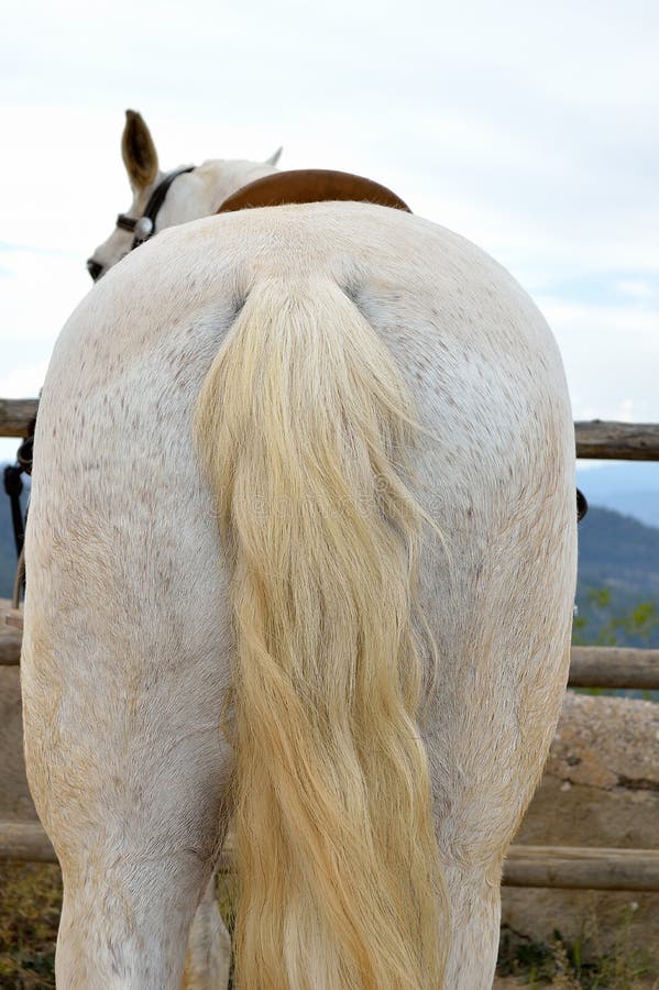 Close Up Da Parte Traseira Do Cavalo Branco Foto de Stock - Image of ...