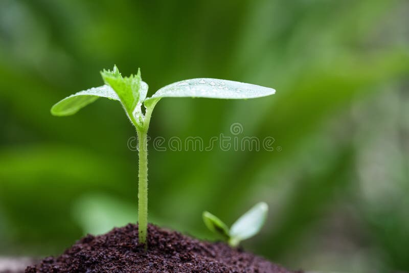 Crescendo E Consolidando a Plântula Da Planta Nova Foto de Stock ...