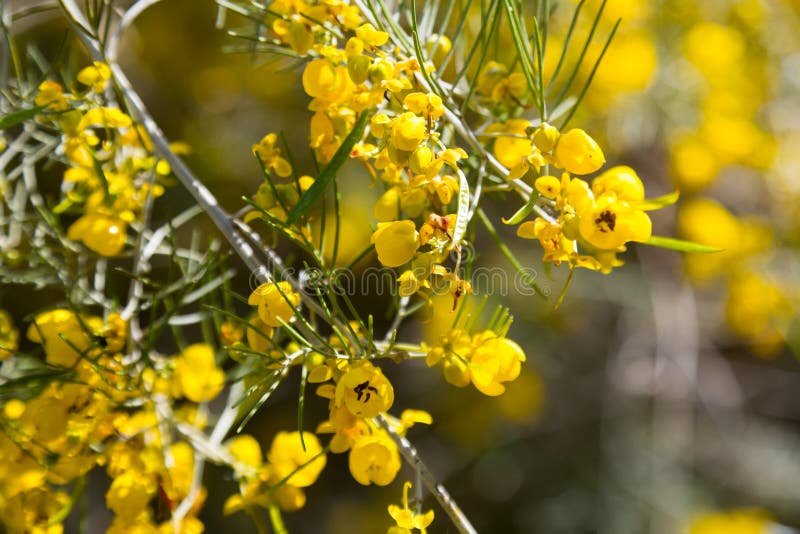 Cassia Artemisioides Senna Artemisioides Frutos E Flores Do Pau-rosa ...
