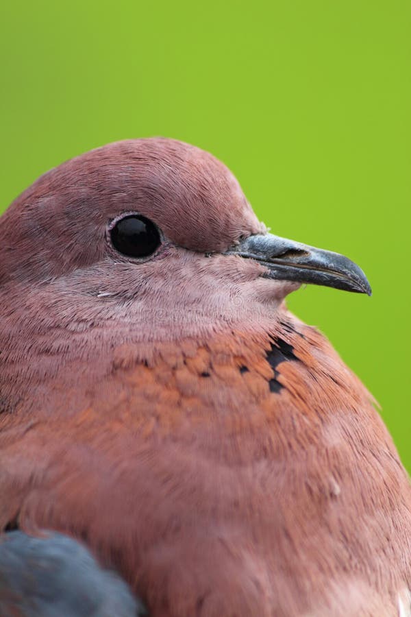 Close Up Da Pomba Conservada Em Estoque Imagem de Stock - Imagem de ...