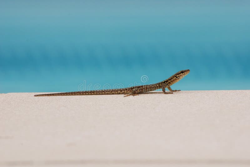 Lizard Basking in the Sun by a Swimming Pool in Fr Stock Photo - Image ...