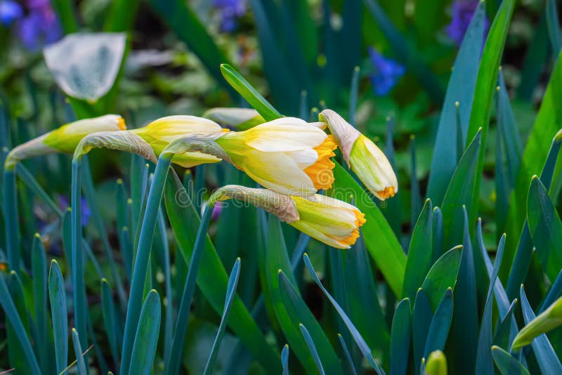 Daffodil Buds in the Dark stock image. Image of yellow - 95910457