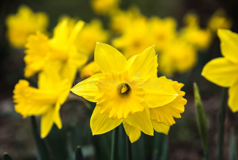 Close Up of a Daffodil Flower Stock Photo - Image of emblem, filling ...