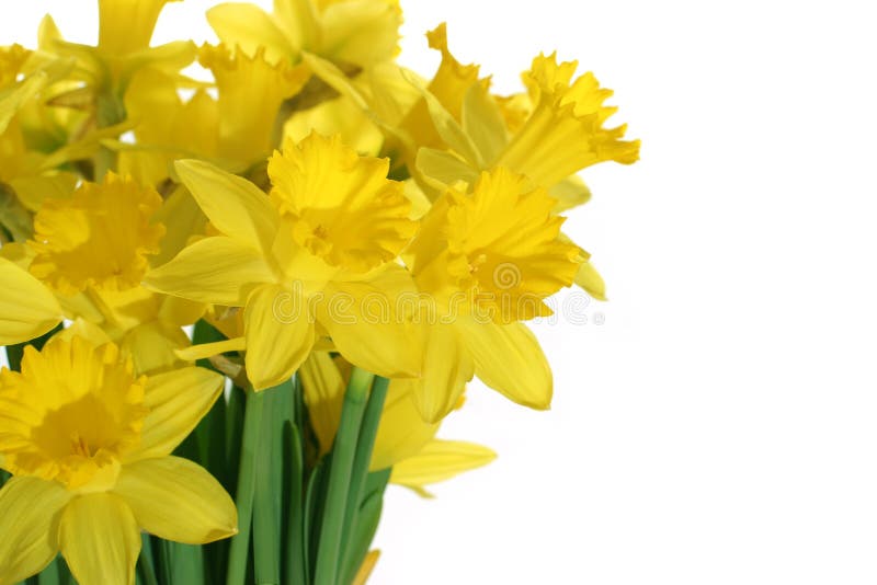 Daffodil banner stock image. Image of pedals, bloom, daffodil - 694617