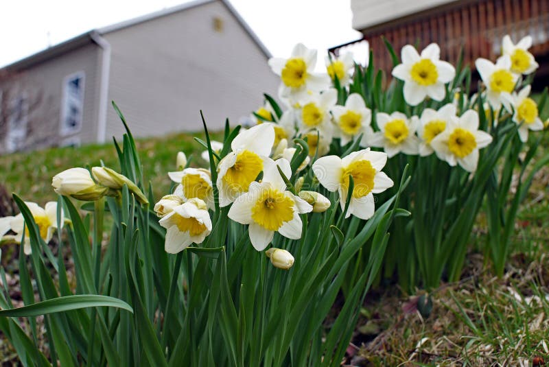 Daffodils in back light stock image. Image of light, land - 14014337