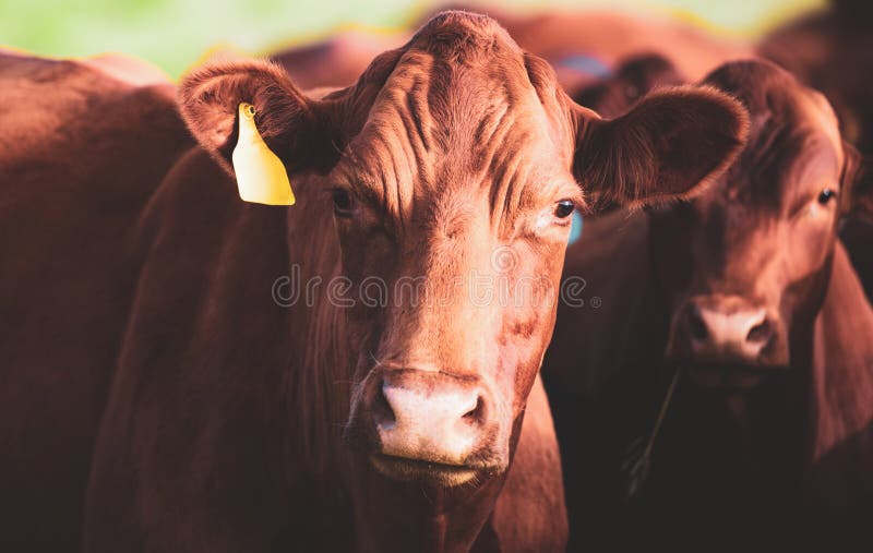 Close Up of Dairy Cows. Angus Cattle Farming. Stock Image - Image of ...