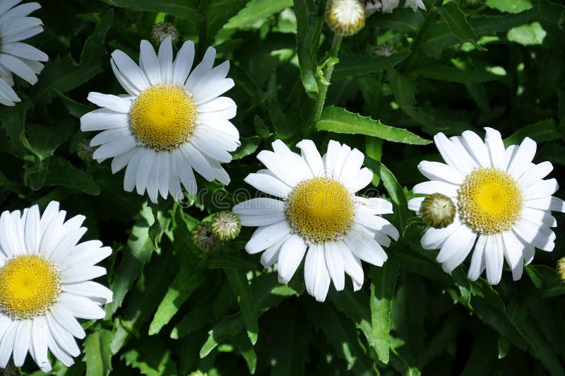 Close up daisies stock photo. Image of daisies, blossom - 84510400