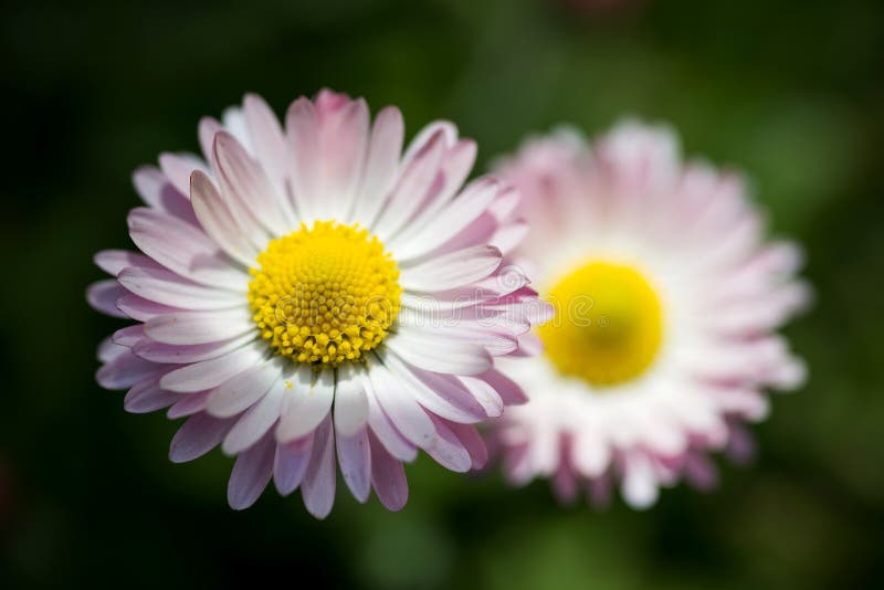 Close up of daisies stock photo. Image of petal, plant - 145436404