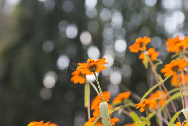 Beautiful daisy blossoms stock photo. Image of spring - 197679434