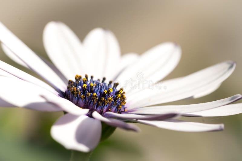 Close-up of a Daisy Blue Center Stock Photo - Image of petal, daisy ...